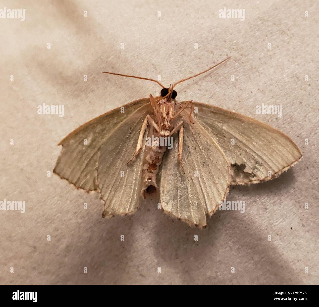 Common Emerald (Hemithea aestivaria Stock Photo - Alamy