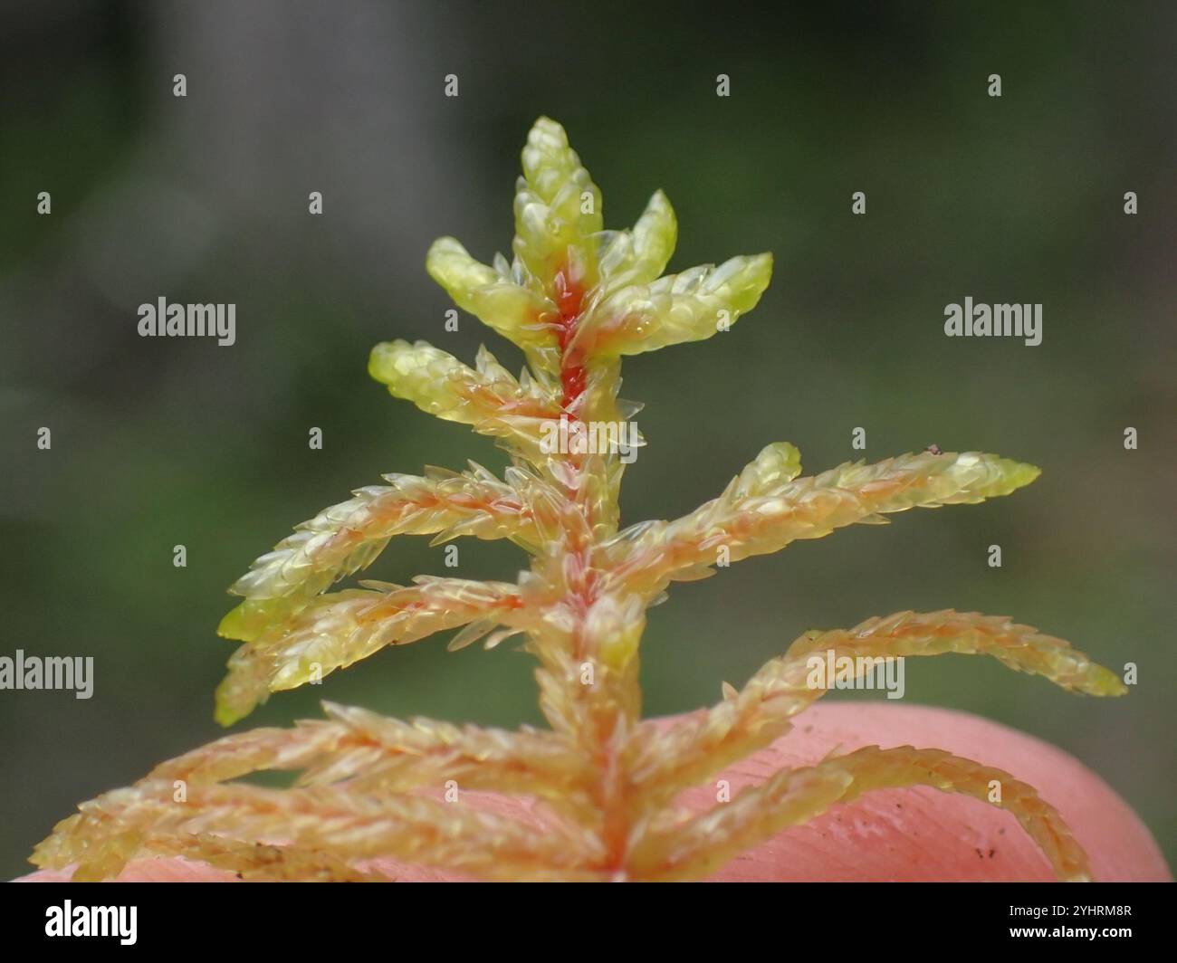 big red stem moss (Pleurozium Stock Photo - Alamy