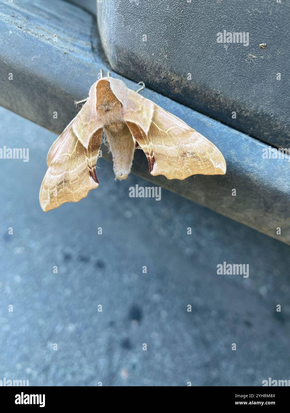 Western Eyed Sphinx (Smerinthus ophthalmica Stock Photo - Alamy