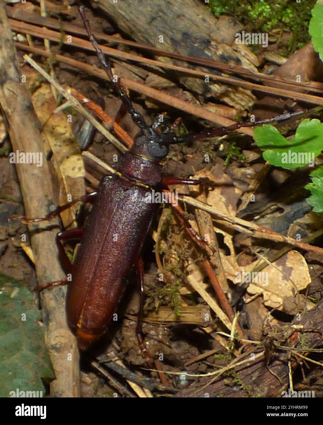 Brown Prionid (Orthosoma brunneum Stock Photo - Alamy