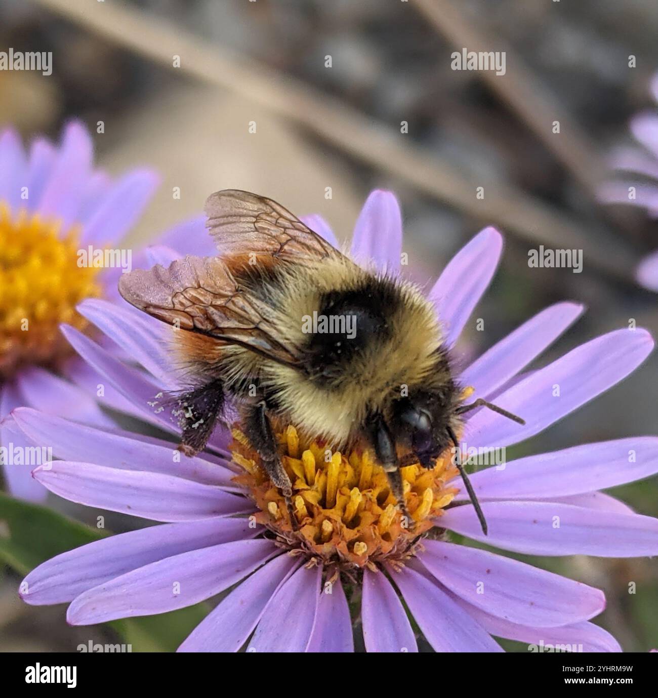 Forest Bumble Bee (Bombus sylvicola Stock Photo - Alamy