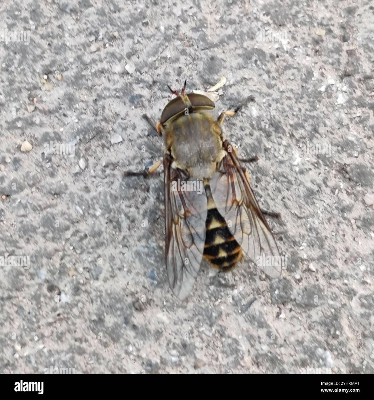 True Horse Flies (Tabanus Stock Photo - Alamy