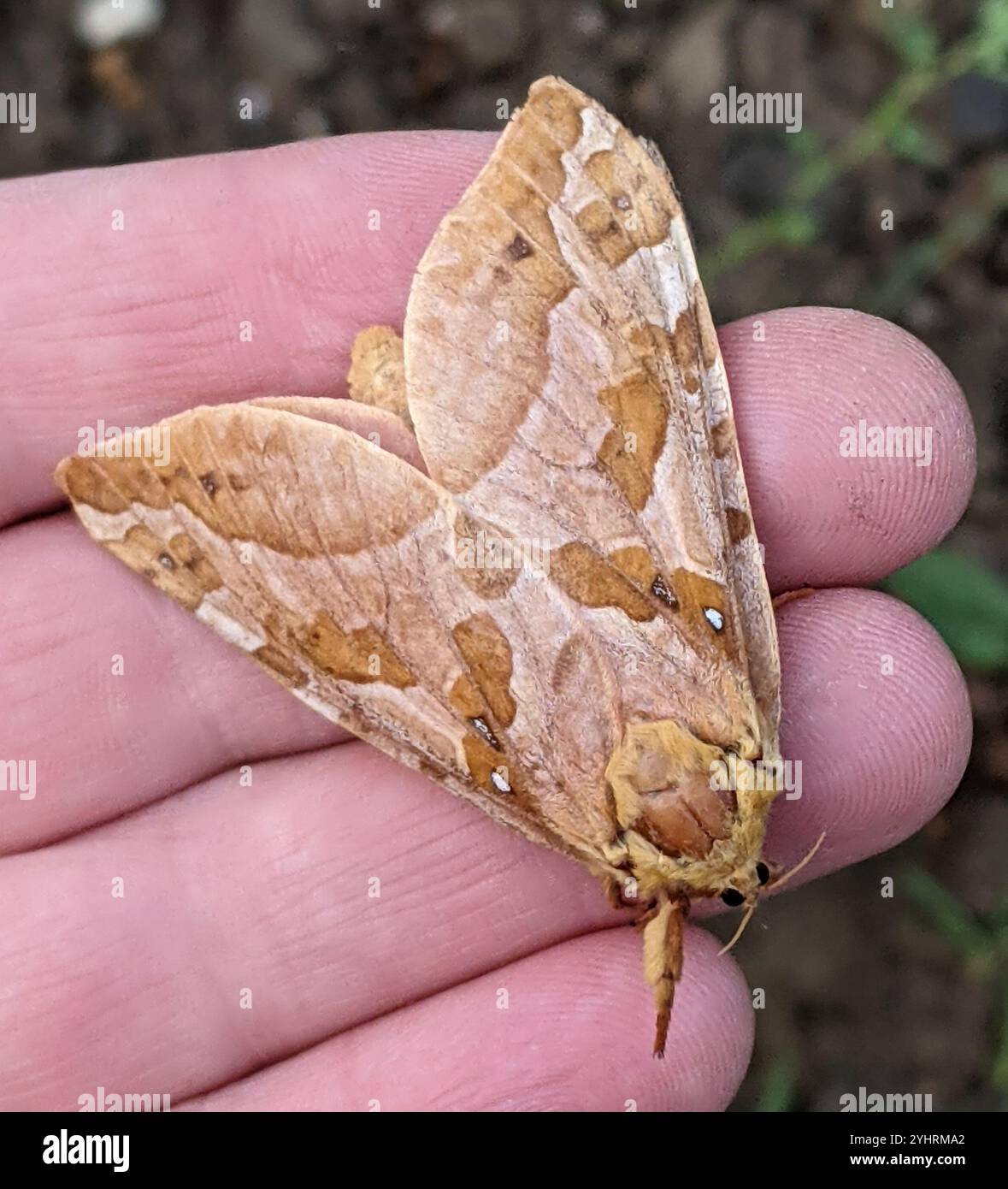 Four spotted ghost moth hi-res stock photography and images - Alamy
