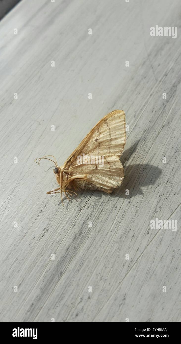 Riband Wave (Idaea aversata Stock Photo - Alamy