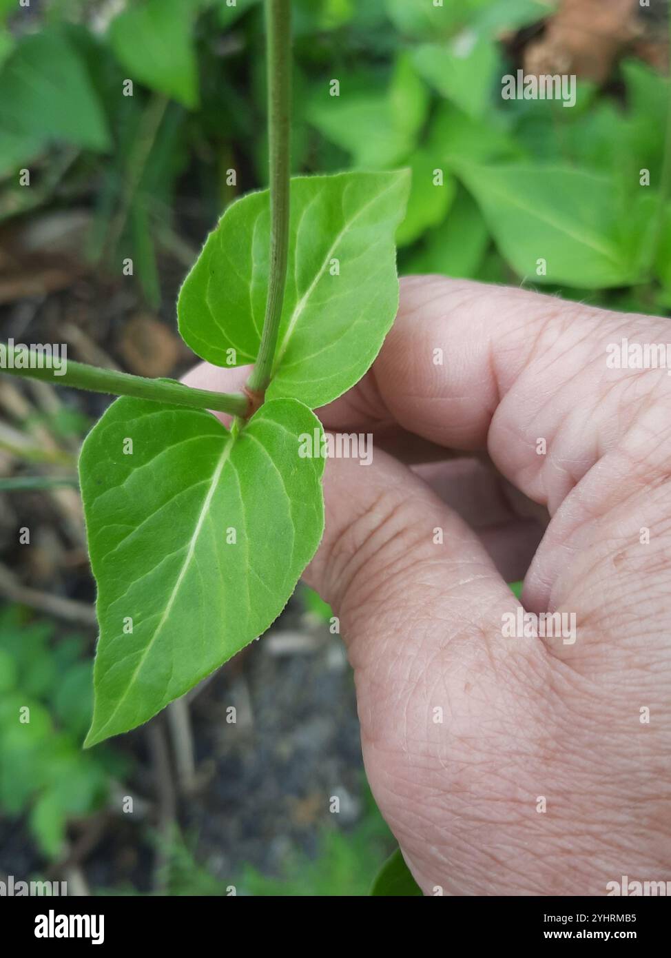 Wild Four o'Clock (Mirabilis nyctaginea Stock Photo - Alamy
