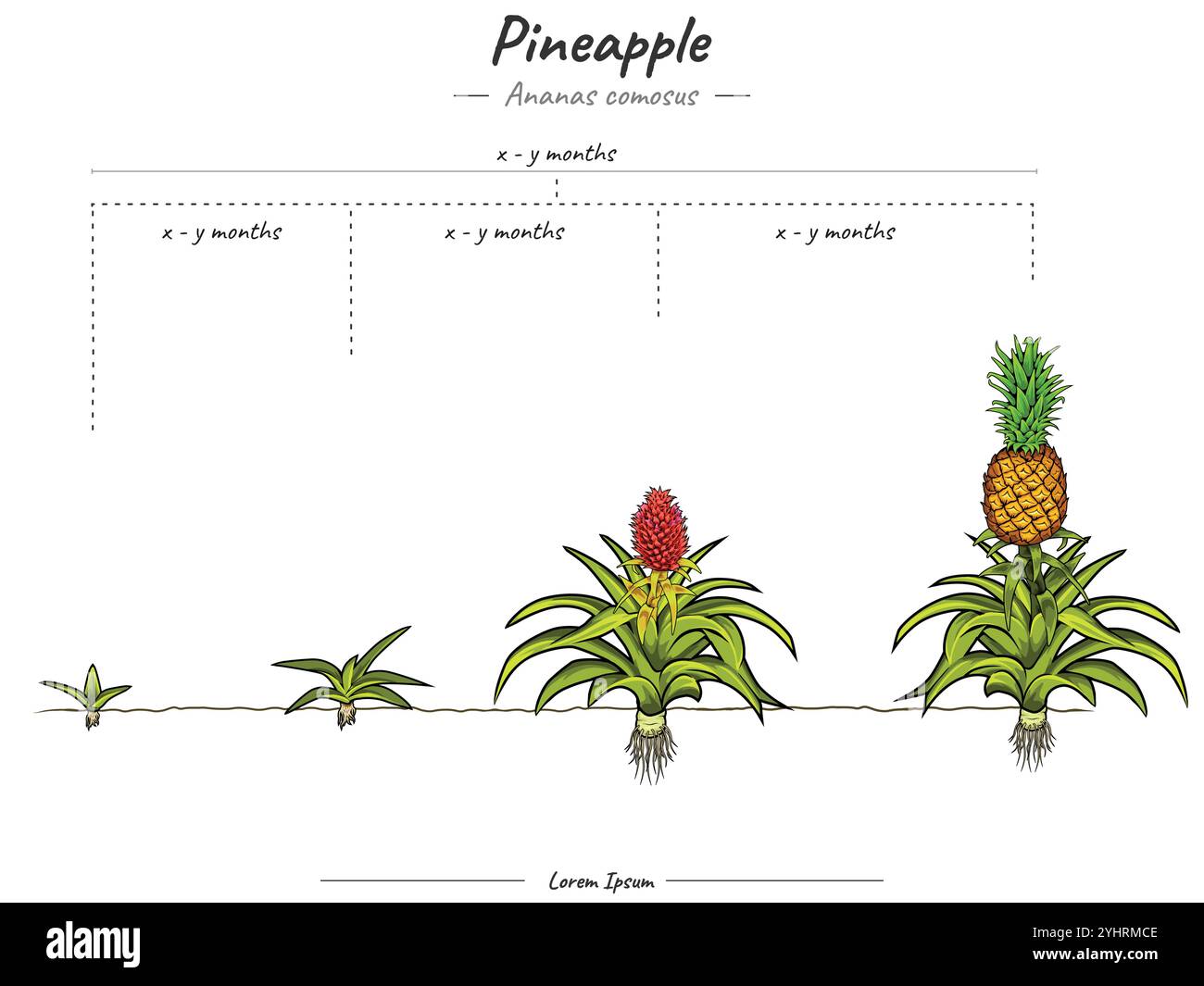 Growing stages of Ananas comosus pineapple with water Stock Vector ...