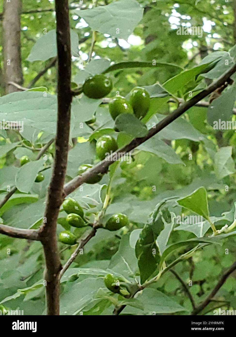 northern spicebush (Lindera benzoin Stock Photo - Alamy