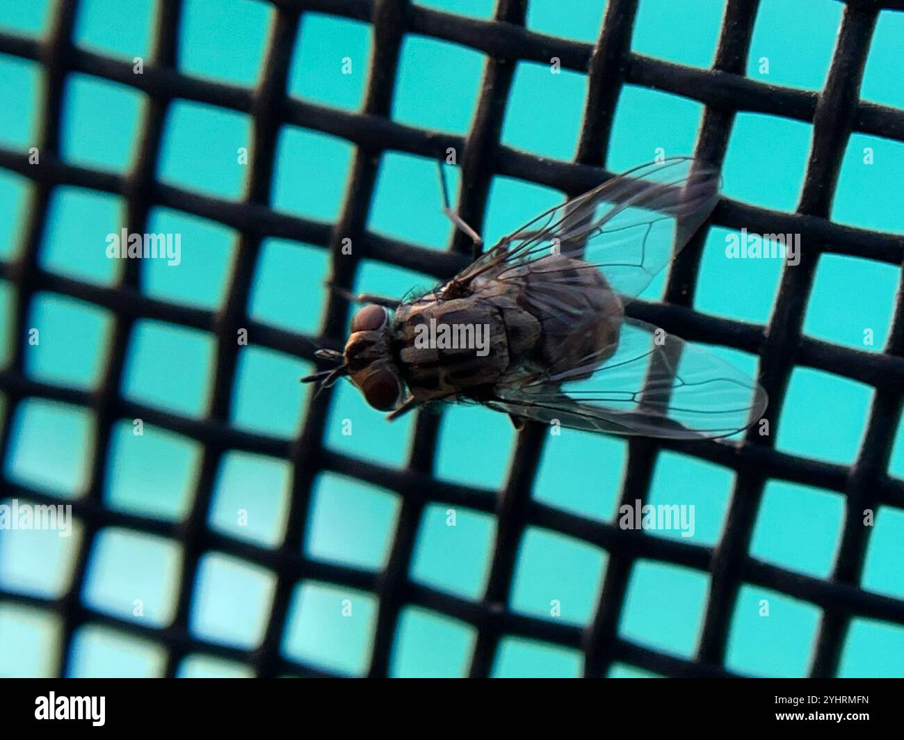 Stable Fly (Stomoxys calcitrans Stock Photo - Alamy