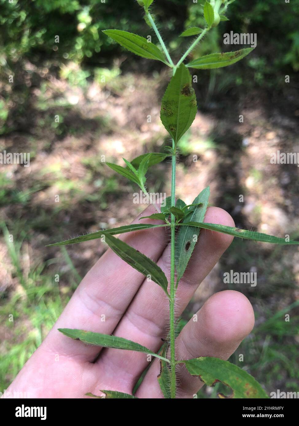 Maryland meadowbeauty (Rhexia mariana mariana Stock Photo - Alamy