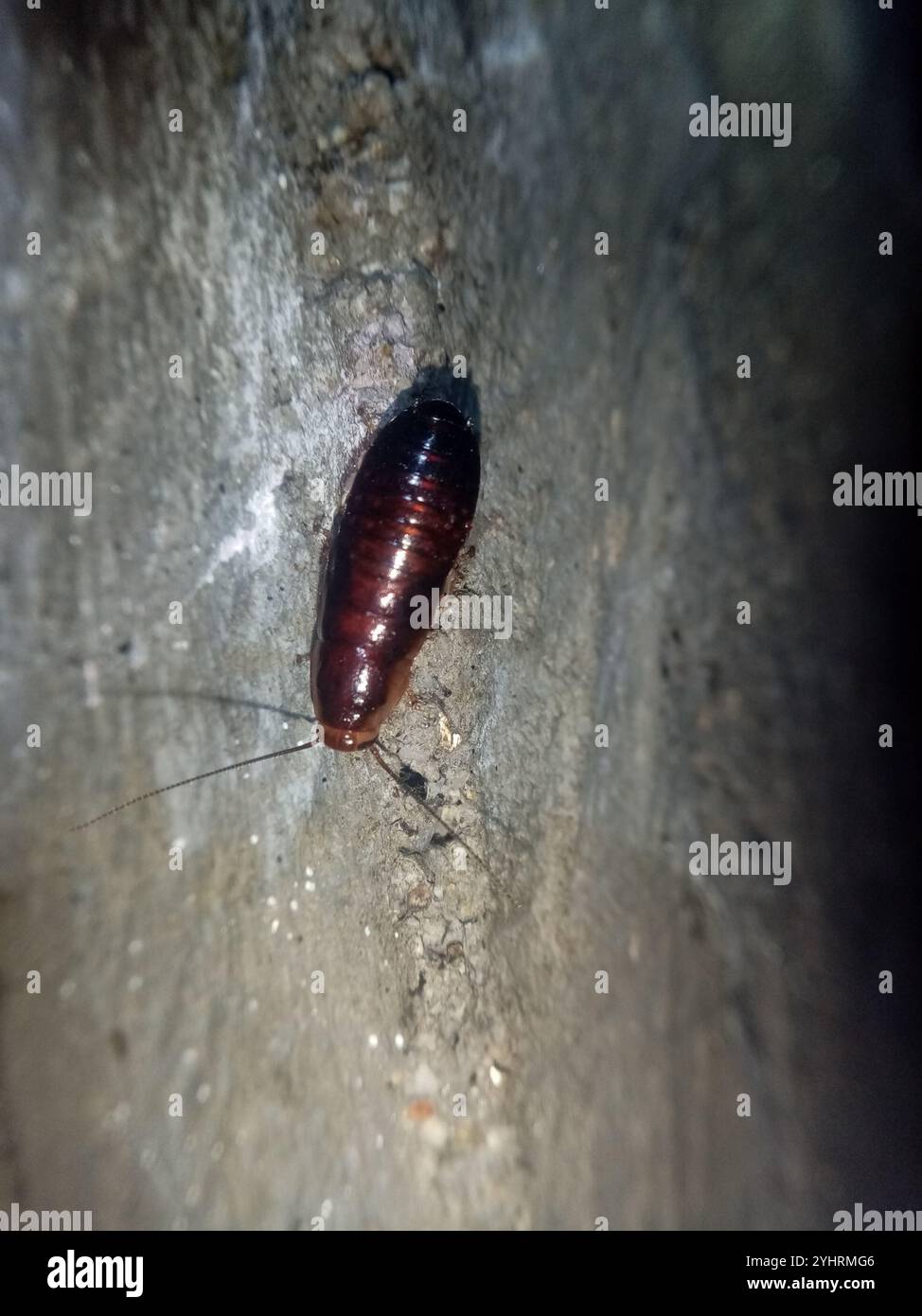 Cockroaches and Termites (Blattodea Stock Photo - Alamy