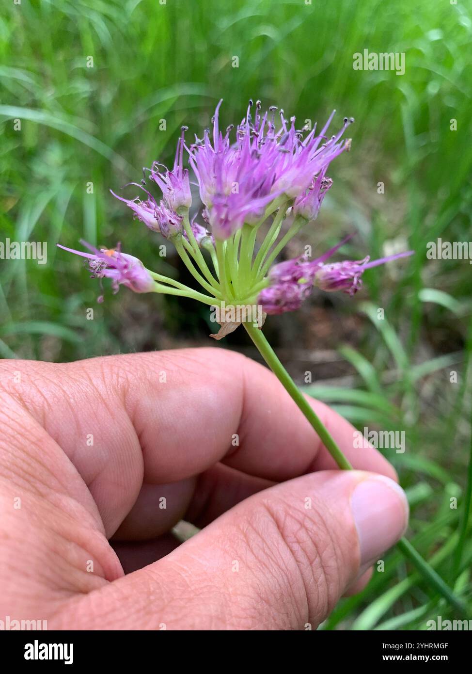 Swamp Onion (Allium validum Stock Photo - Alamy