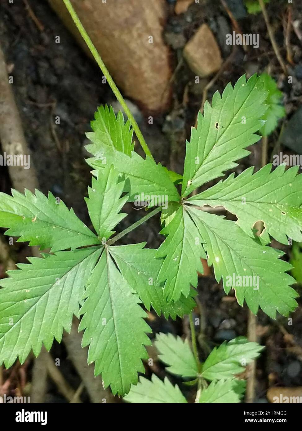 common cinquefoil (Potentilla simplex Stock Photo - Alamy