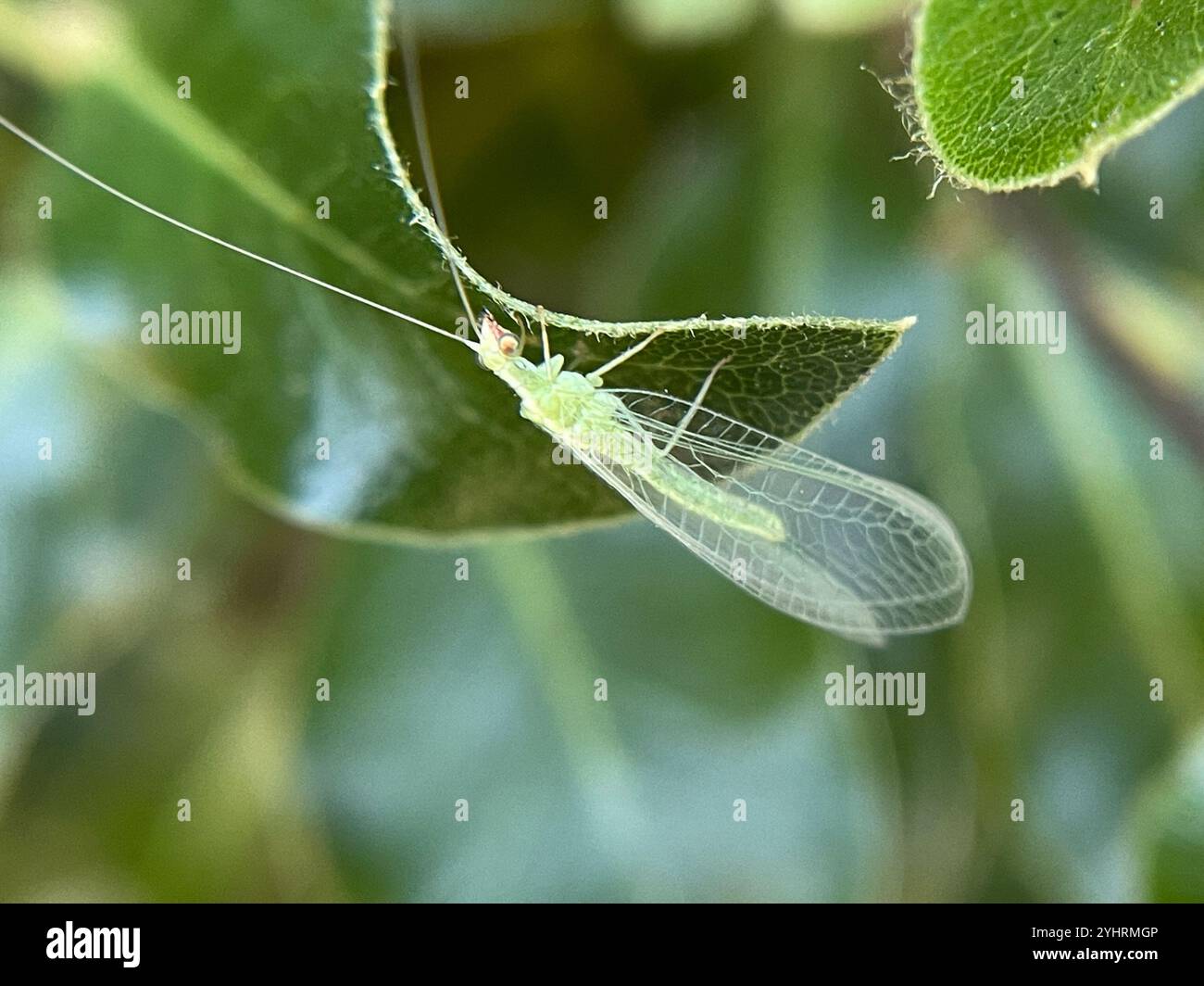common green lacewings (Chrysoperla Stock Photo - Alamy