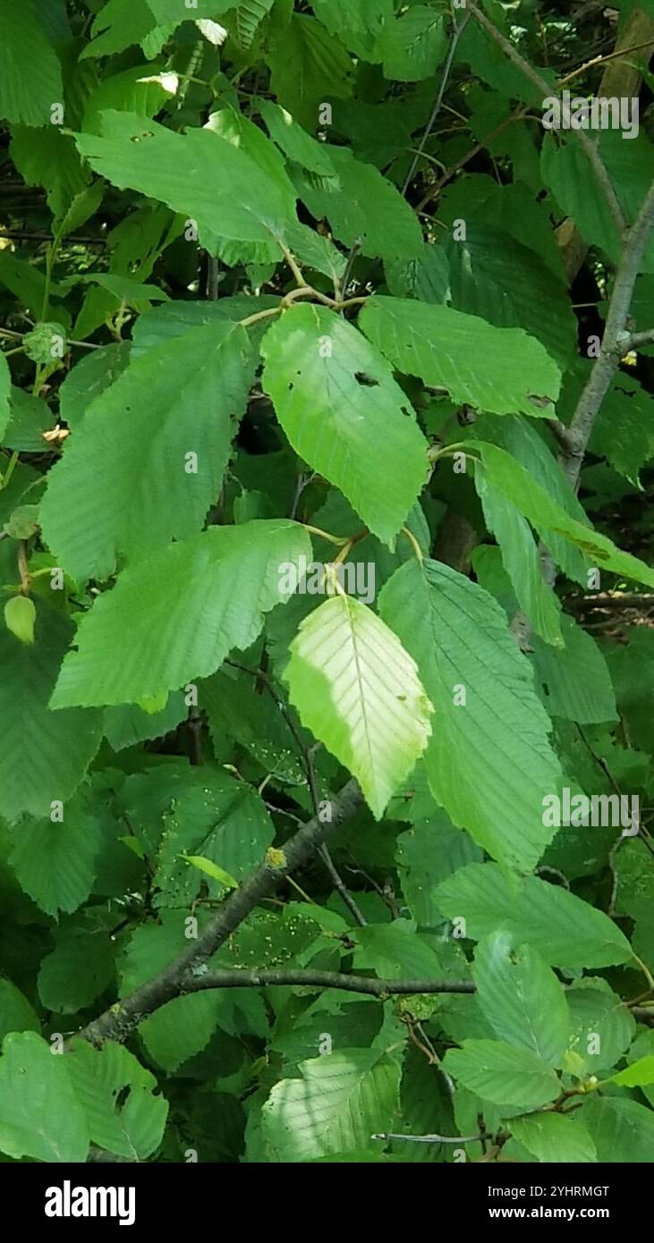 grey alder (Alnus incana Stock Photo - Alamy