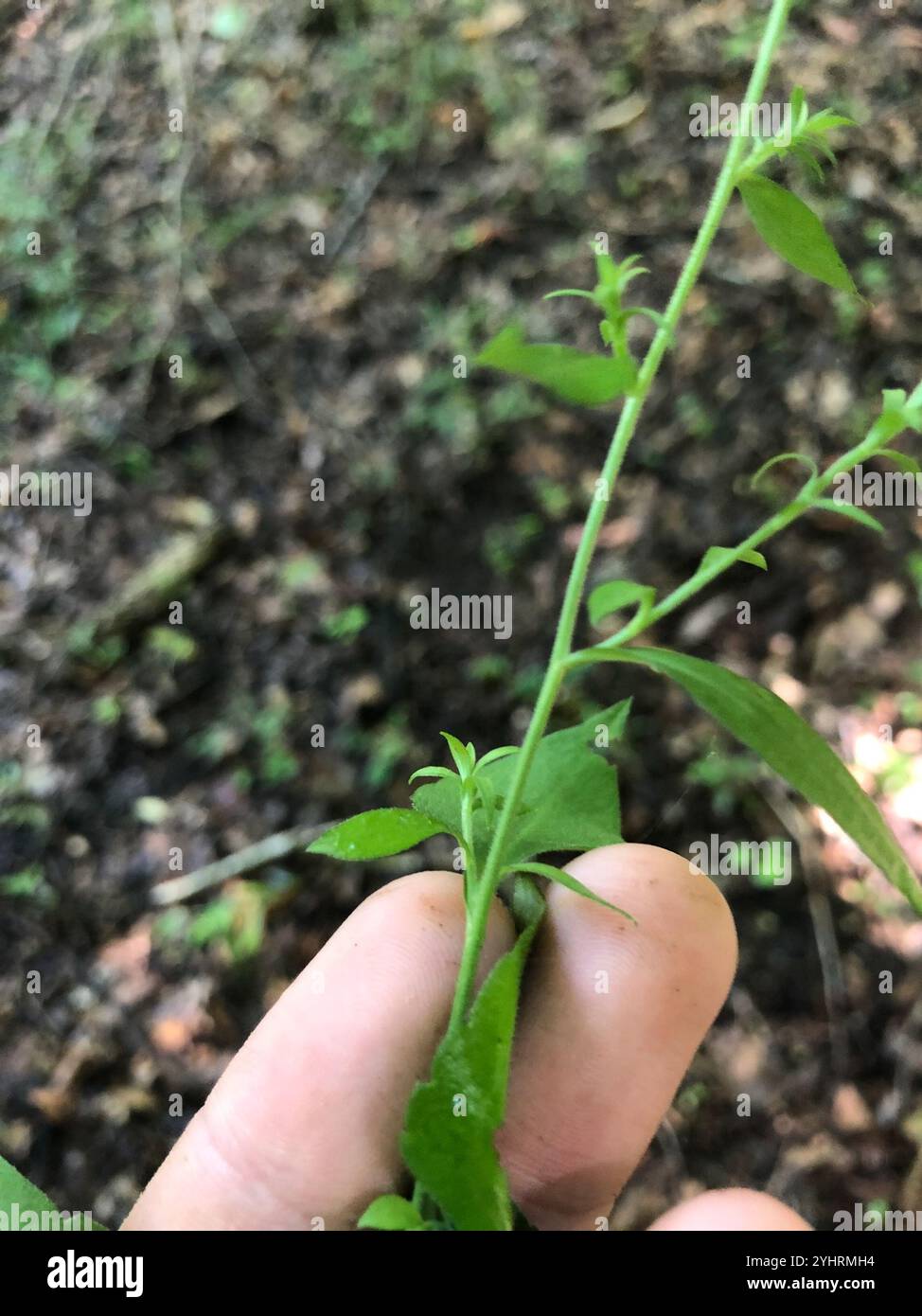 Texas aster (Symphyotrichum drummondii texanum Stock Photo - Alamy
