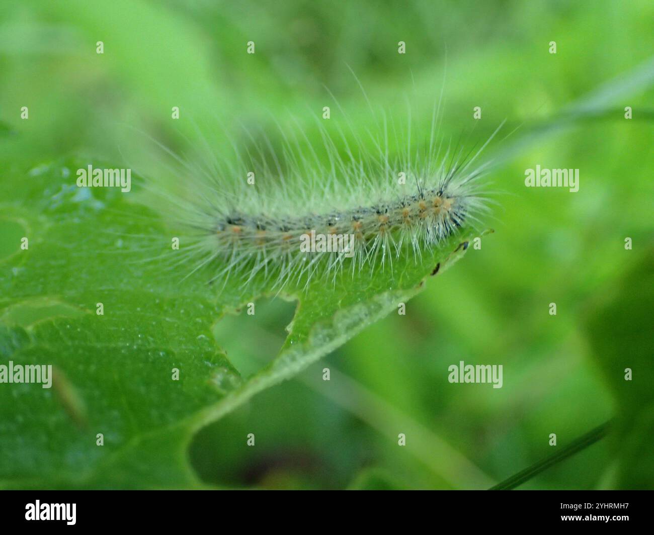 Fall Webworm Moth (Hyphantria cunea Stock Photo - Alamy