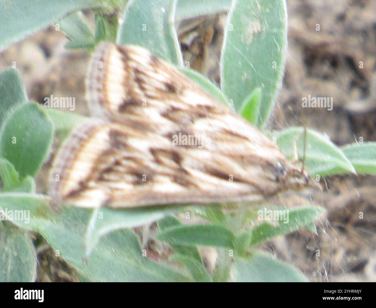 Alfalfa Webworm Moth (Loxostege cereralis Stock Photo - Alamy
