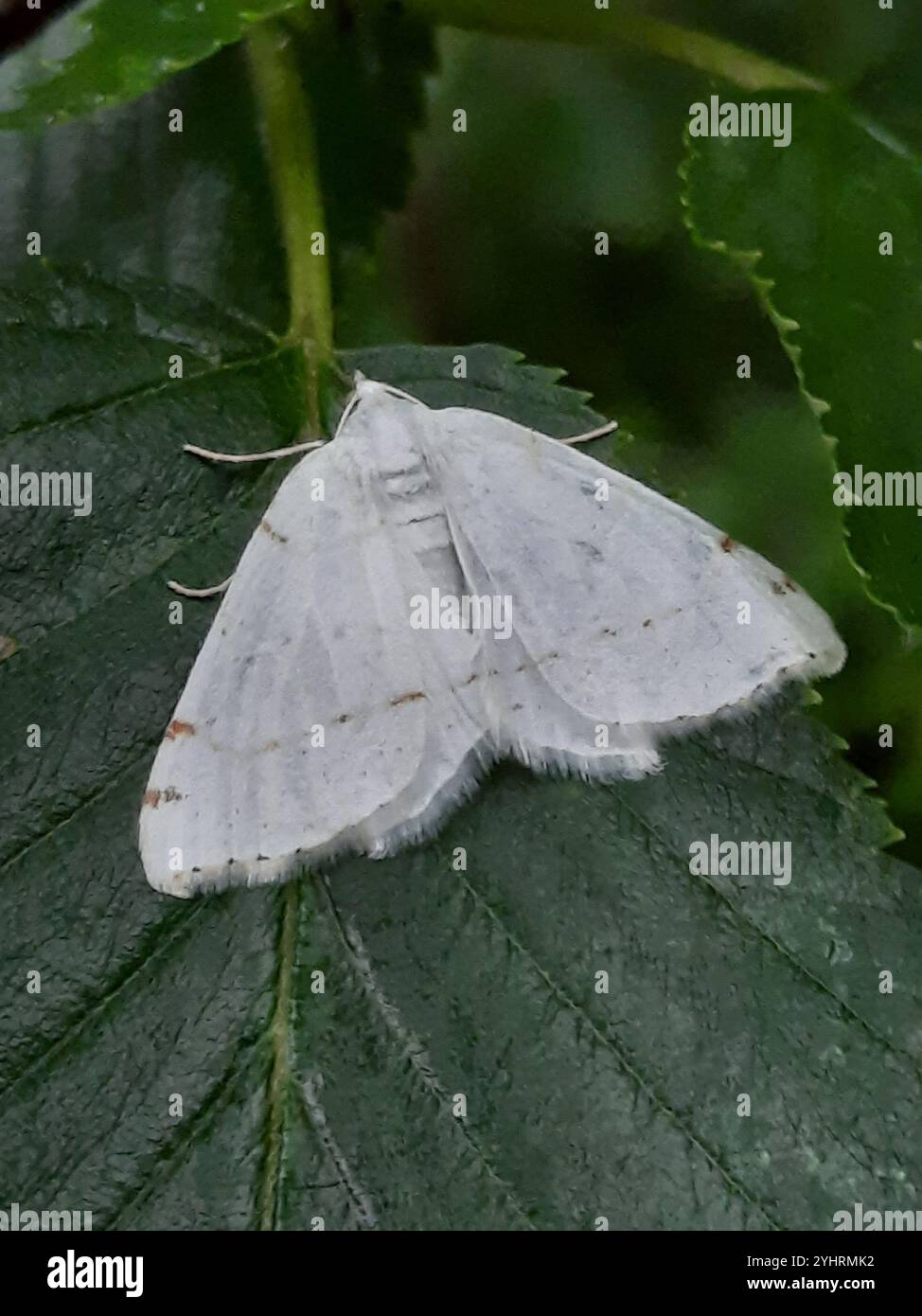 Lesser Maple Spanworm Moth (Macaria pustularia Stock Photo - Alamy