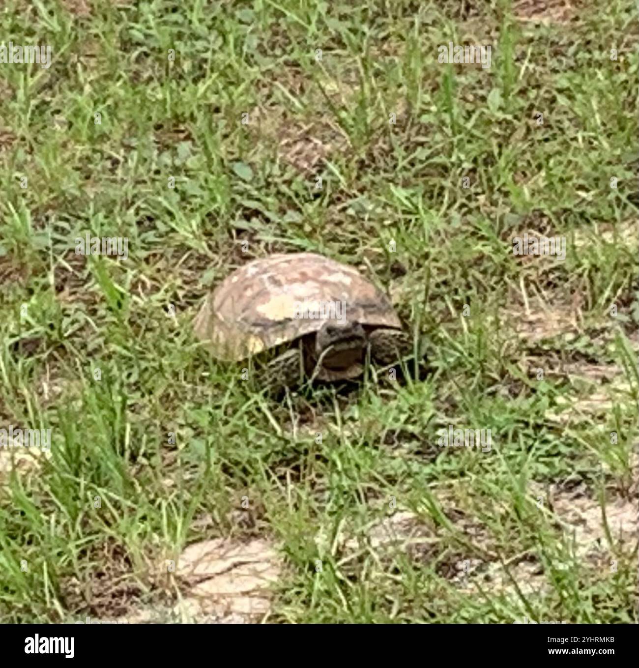 Gopher Tortoise (Gopherus polyphemus Stock Photo - Alamy