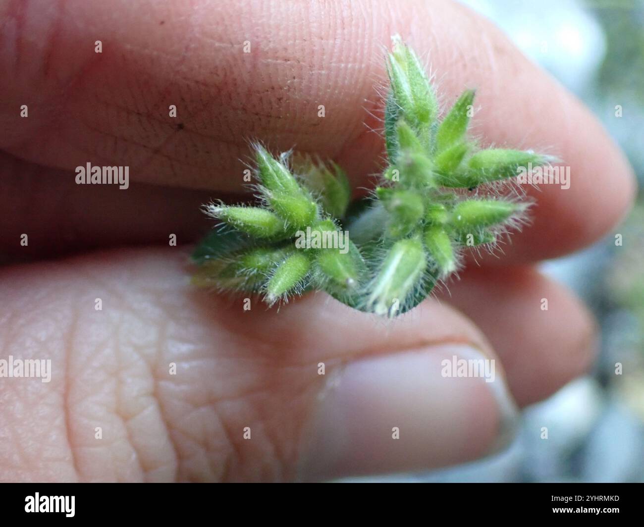 Sticky mouse-ear chickweed (Cerastium glomeratum Stock Photo - Alamy