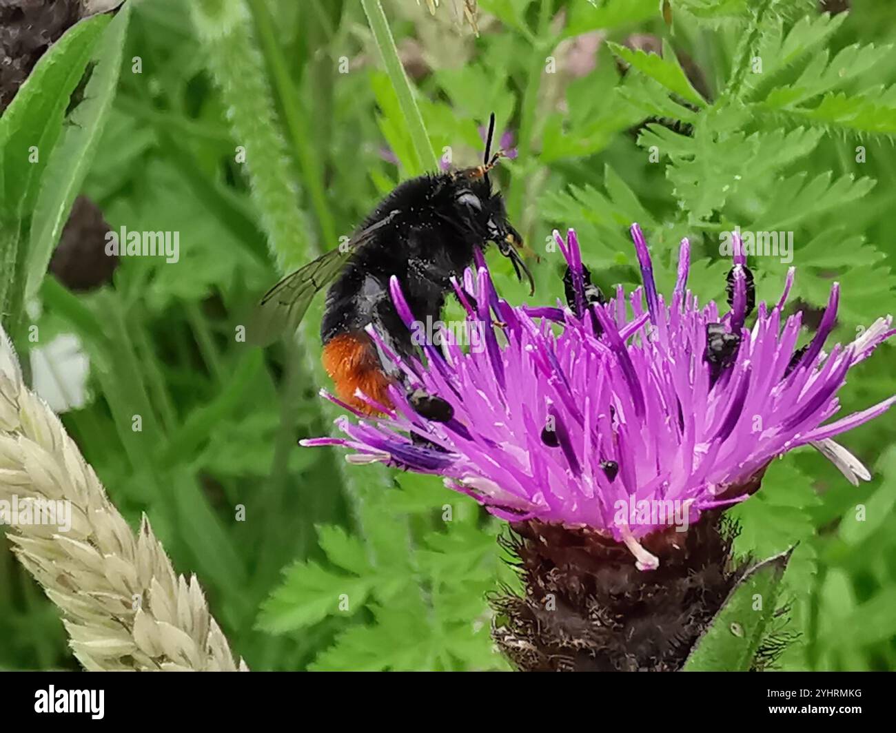 Red-tailed Bumble Bee (Bombus lapidarius Stock Photo - Alamy