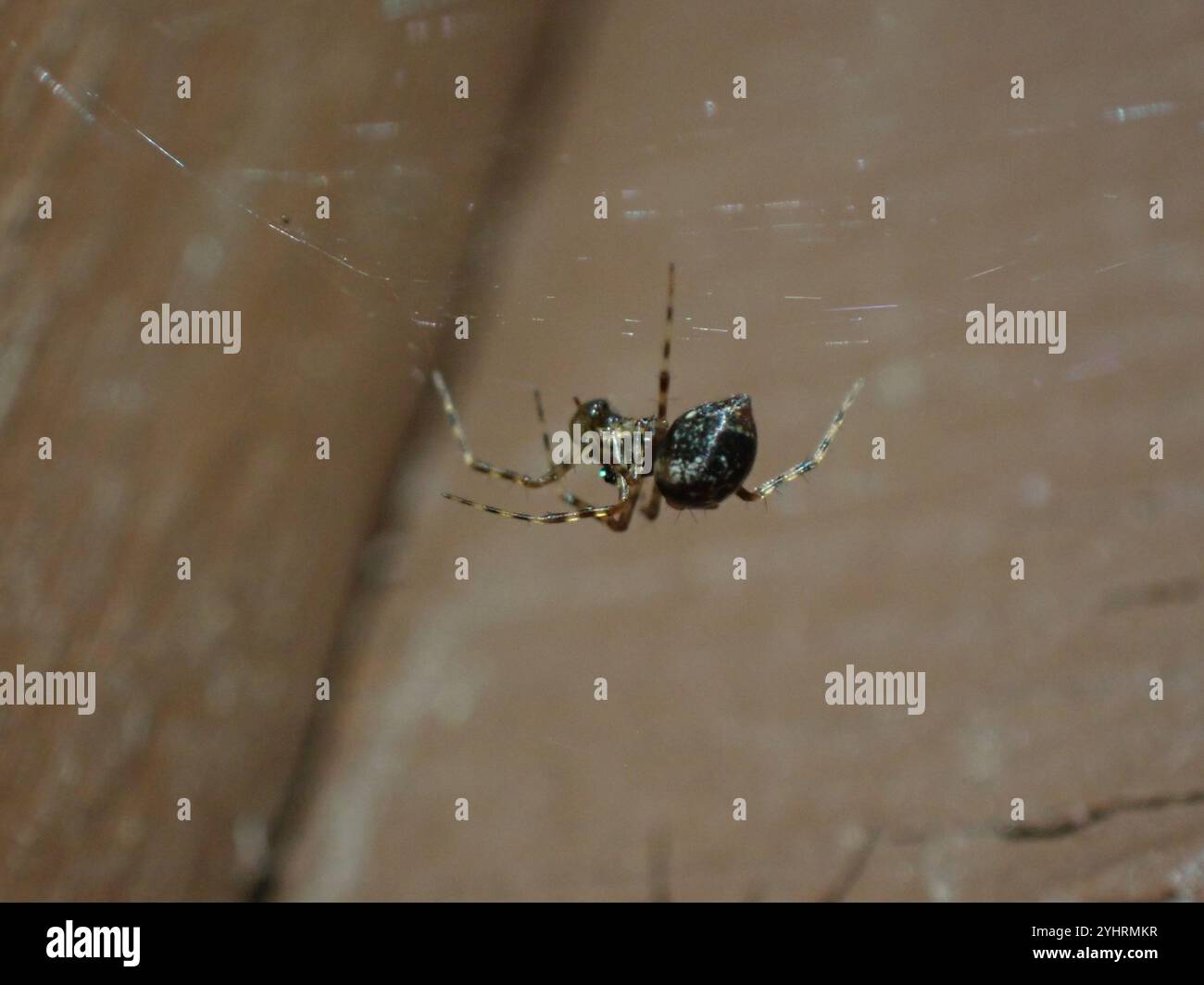 Comb-footed Spiders (Theridiidae Stock Photo - Alamy