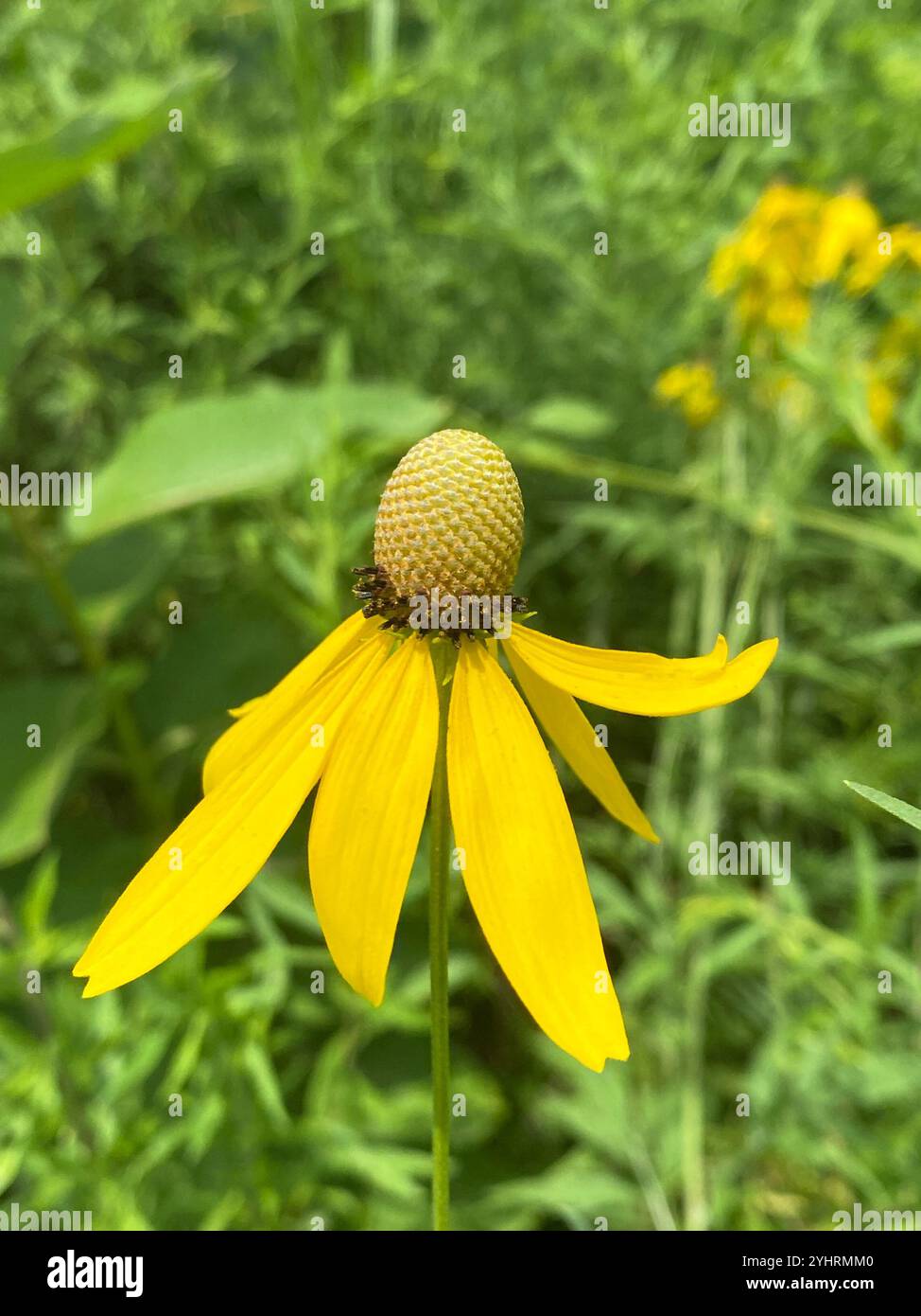 grey-headed coneflower (Ratibida pinnata Stock Photo - Alamy