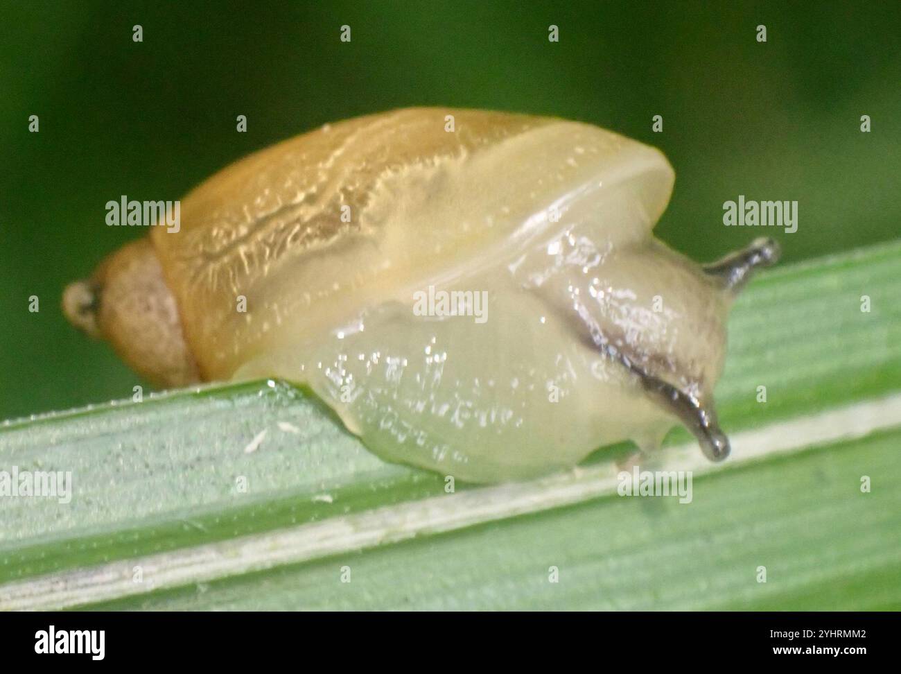 Common European Ambersnail (Succinea putris Stock Photo - Alamy