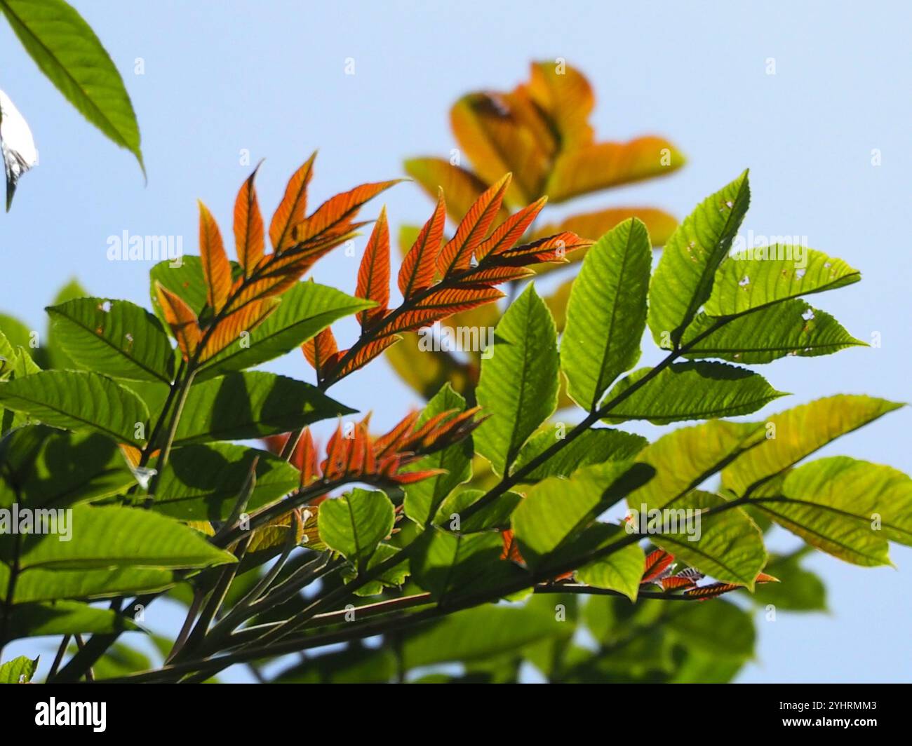 (Rhus chinensis roxburghii Stock Photo - Alamy