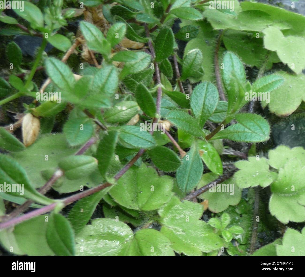 Common mouse-ear chickweed (Cerastium fontanum Stock Photo - Alamy