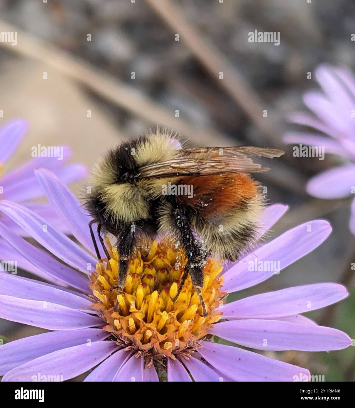Forest Bumble Bee (Bombus sylvicola Stock Photo - Alamy