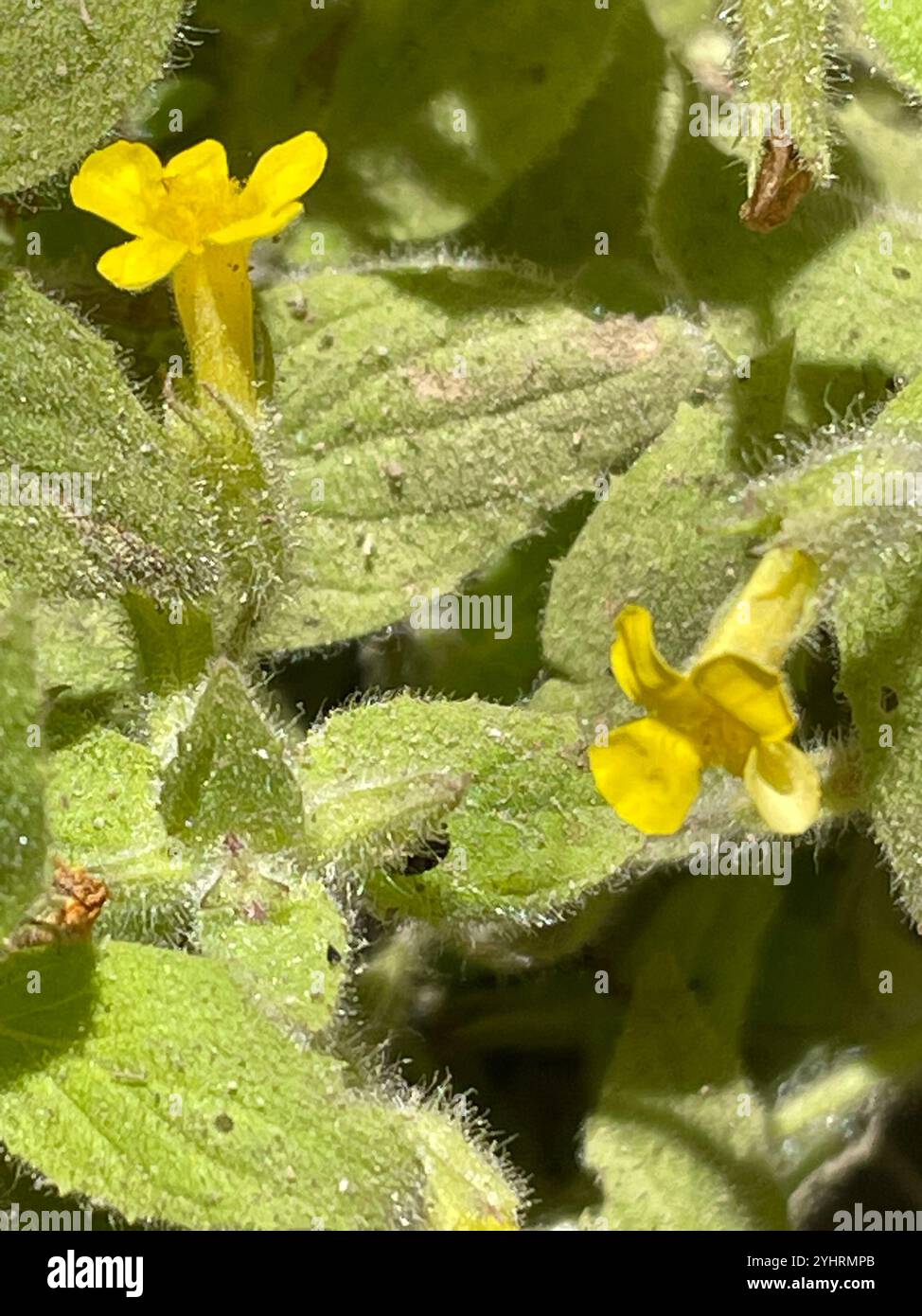 wing-leaf monkeyflower (Erythranthe ptilota Stock Photo - Alamy