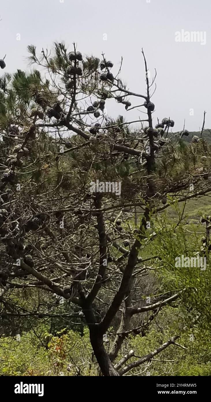knobcone pine (Pinus attenuata Stock Photo - Alamy
