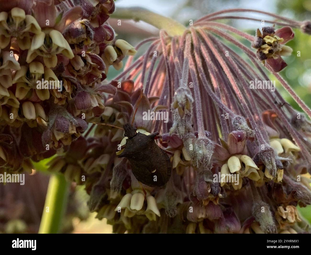 Spiny Shield Bug (Picromerus bidens Stock Photo - Alamy