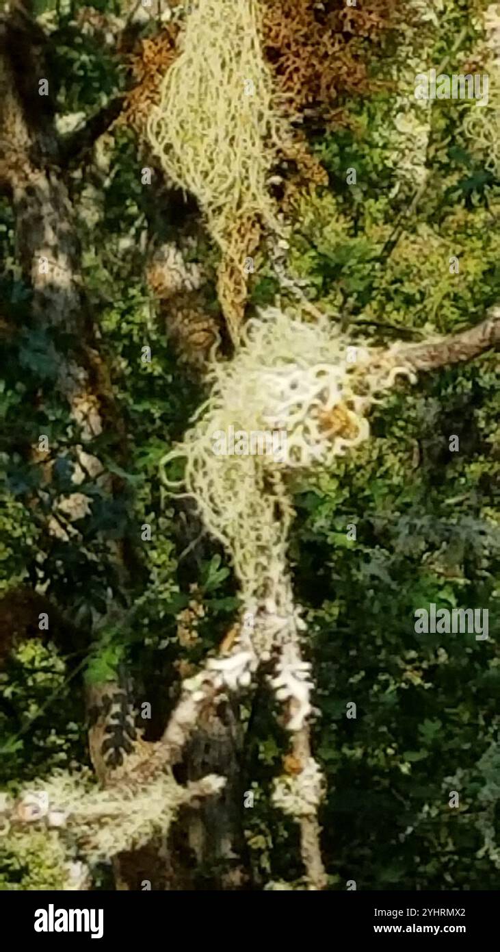 Witch's Hair (Alectoria sarmentosa Stock Photo - Alamy