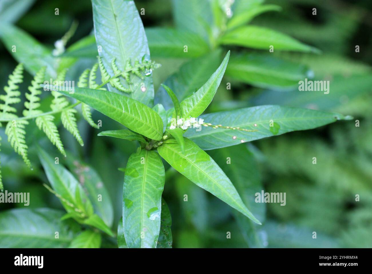 waterpepper (Persicaria hydropiper Stock Photo - Alamy