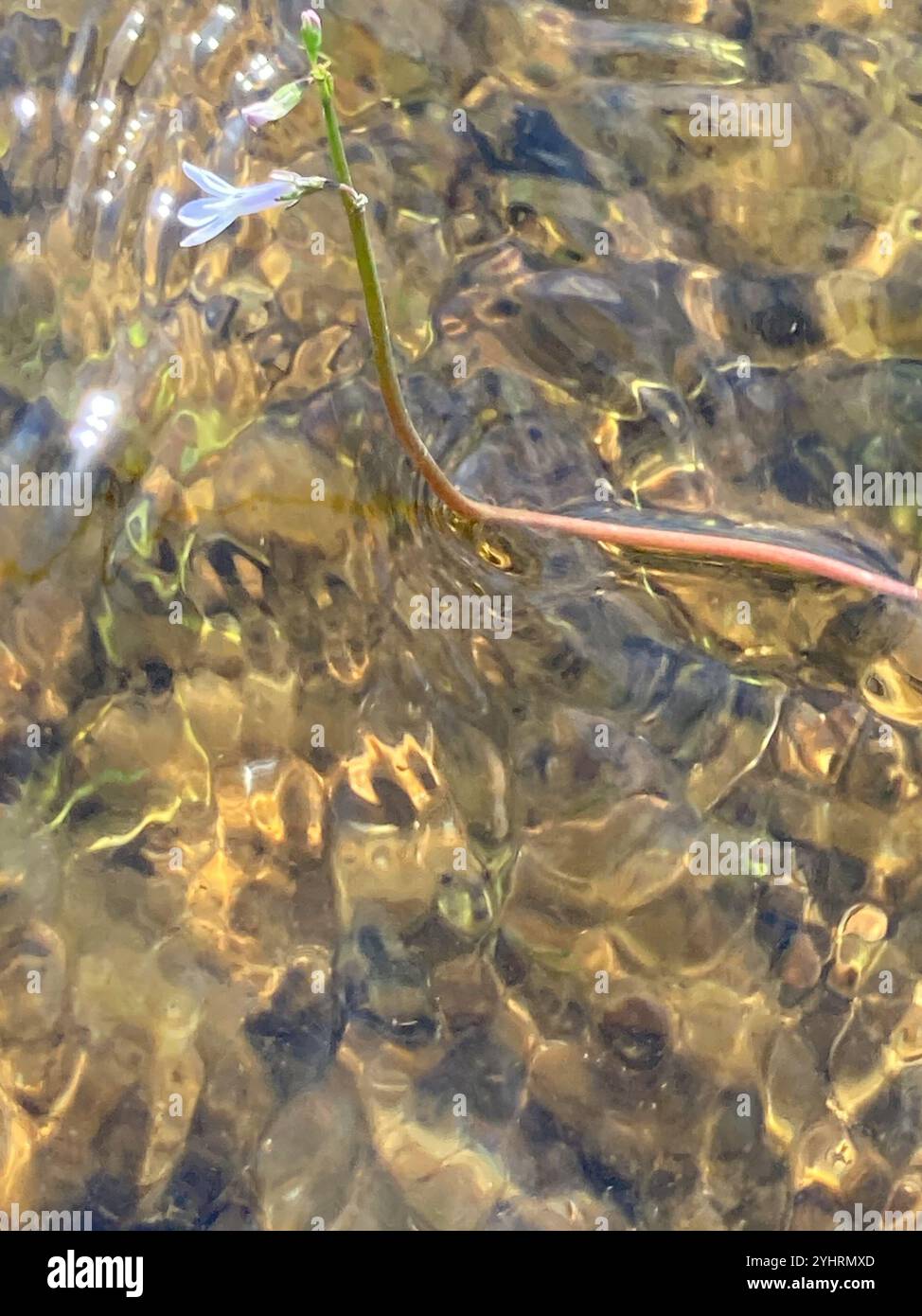 Water Lobelia (Lobelia dortmanna Stock Photo - Alamy