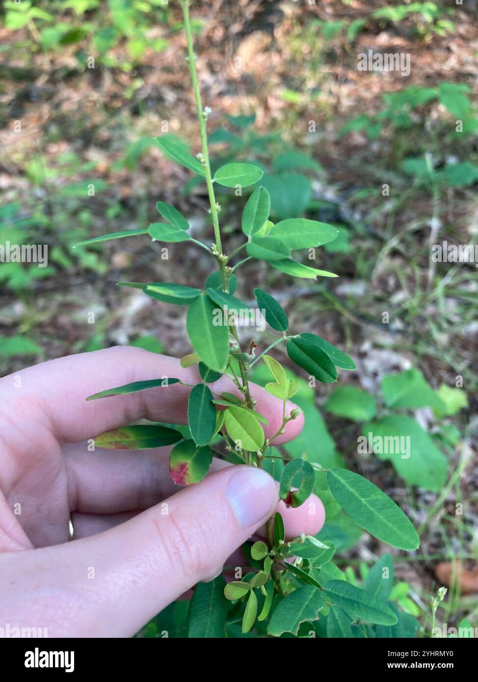 violet bush clover (Lespedeza violacea Stock Photo - Alamy