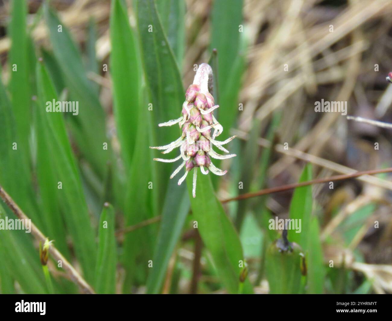 Alaska Plantain (Plantago macrocarpa Stock Photo - Alamy