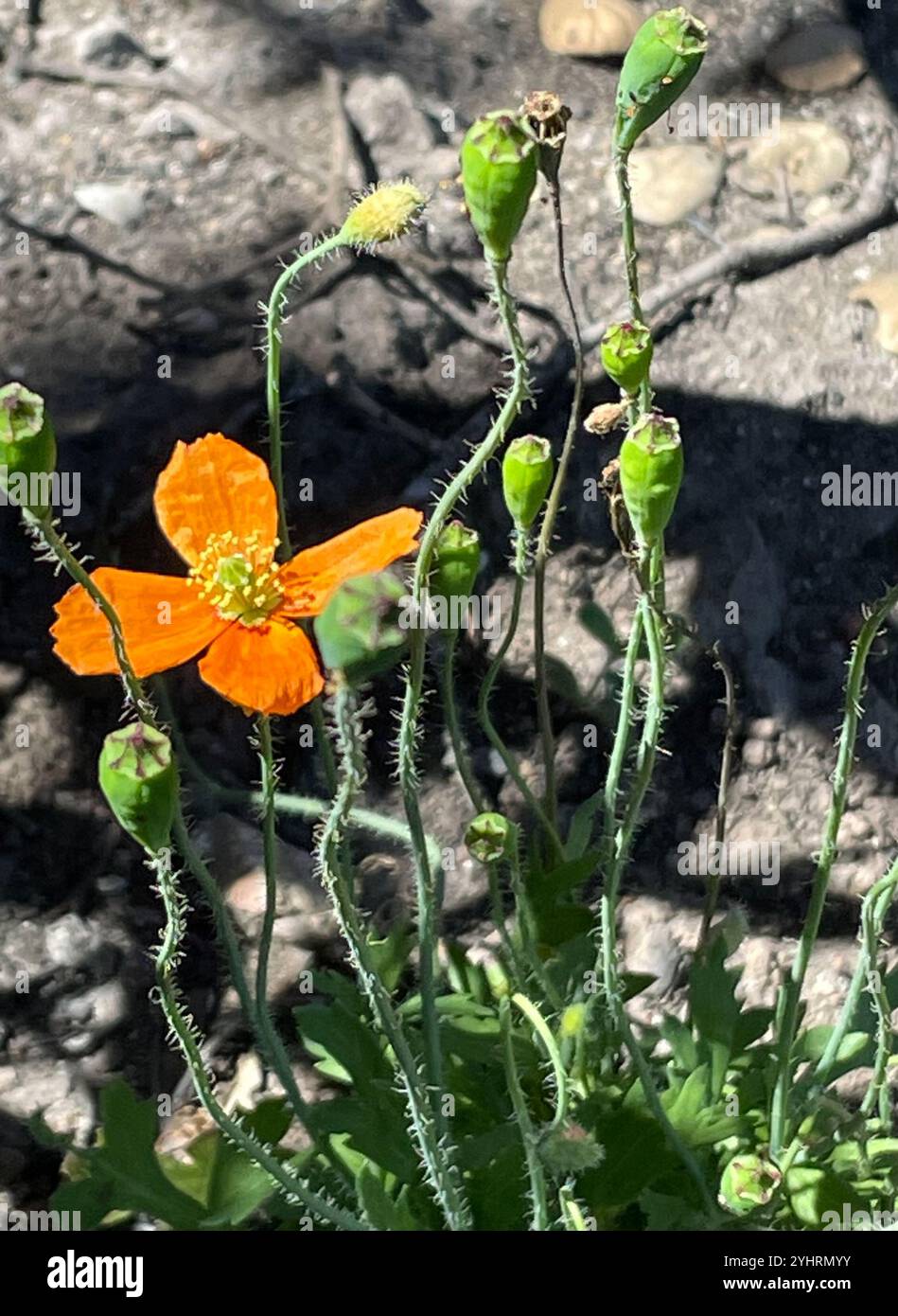 fire poppy (Papaver californicum Stock Photo - Alamy