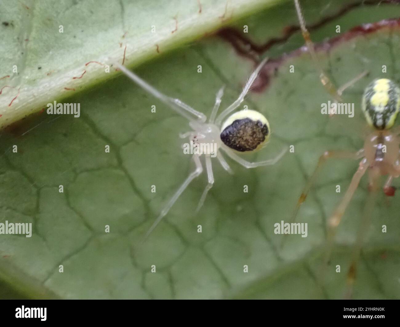 Typical Cobweb Spiders (Theridion Stock Photo - Alamy