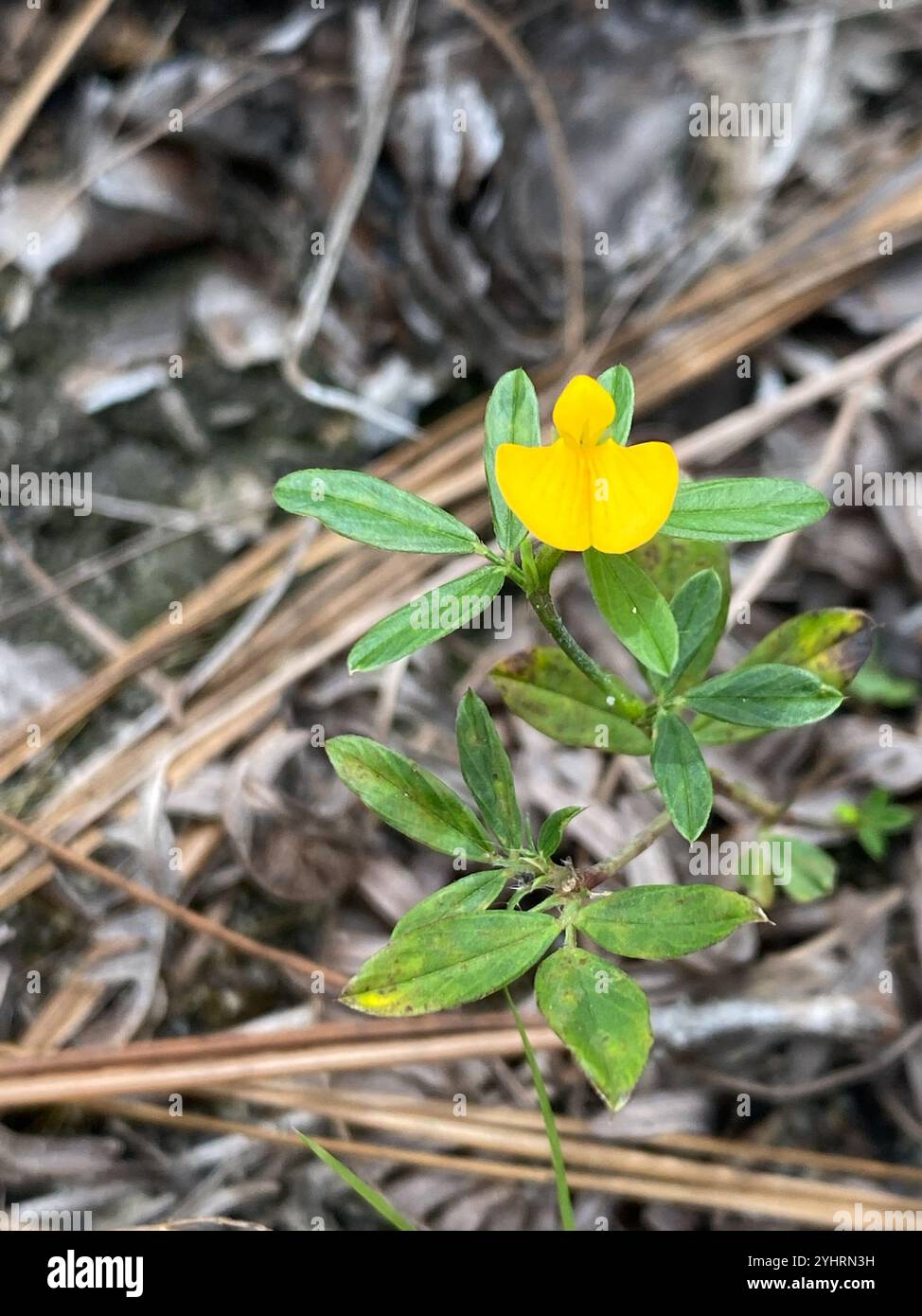 sidebeak pencilflower (Stylosanthes biflora Stock Photo - Alamy