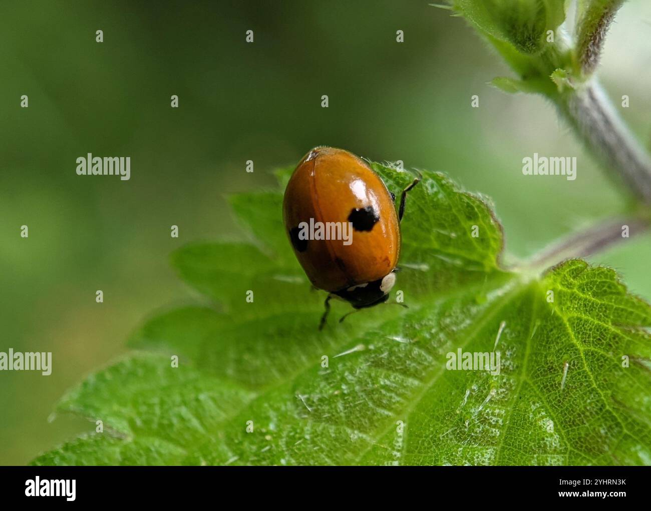 Two-spotted Lady Beetle (Adalia bipunctata Stock Photo - Alamy