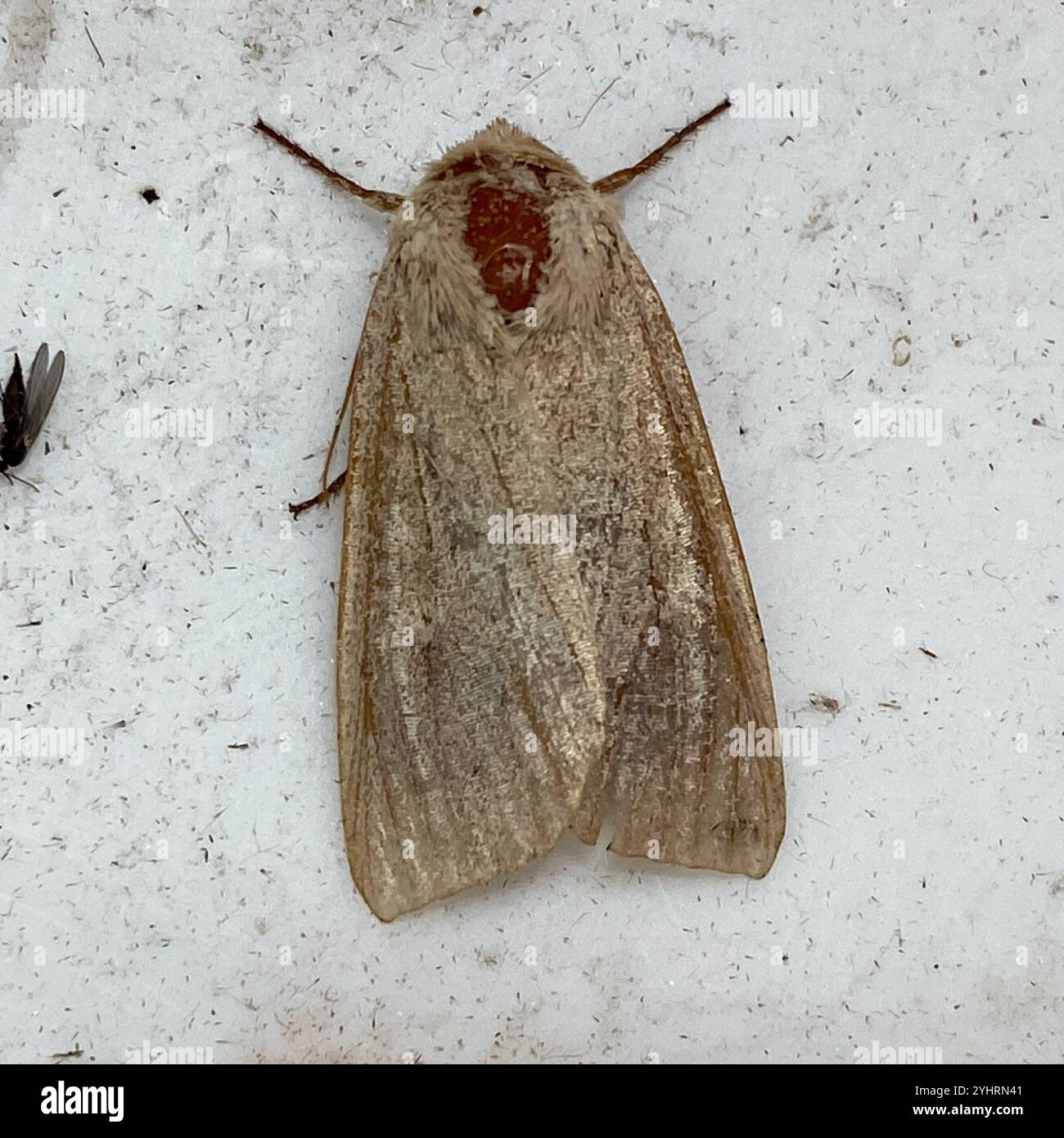 Wainscot Moths (Leucaniini Stock Photo - Alamy