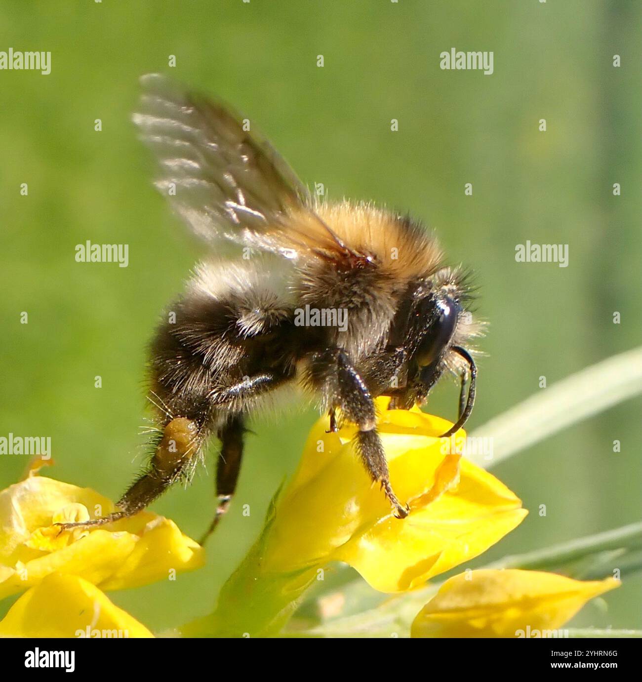 Common Carder Bumble Bee (Bombus pascuorum Stock Photo - Alamy