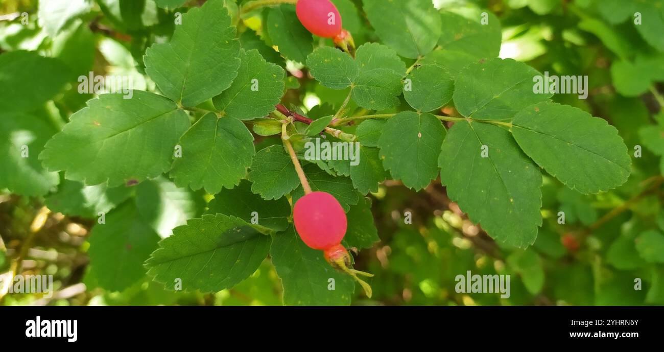 Cinnamon Rose (Rosa majalis Stock Photo - Alamy