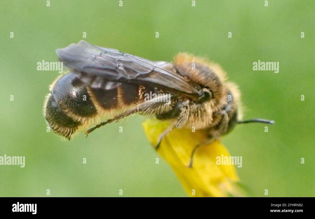 Scissor Bees (Chelostoma Stock Photo - Alamy