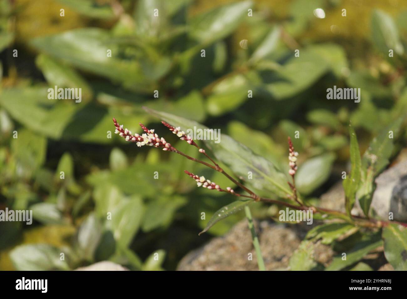 swamp smartweed (Persicaria hydropiperoides Stock Photo - Alamy