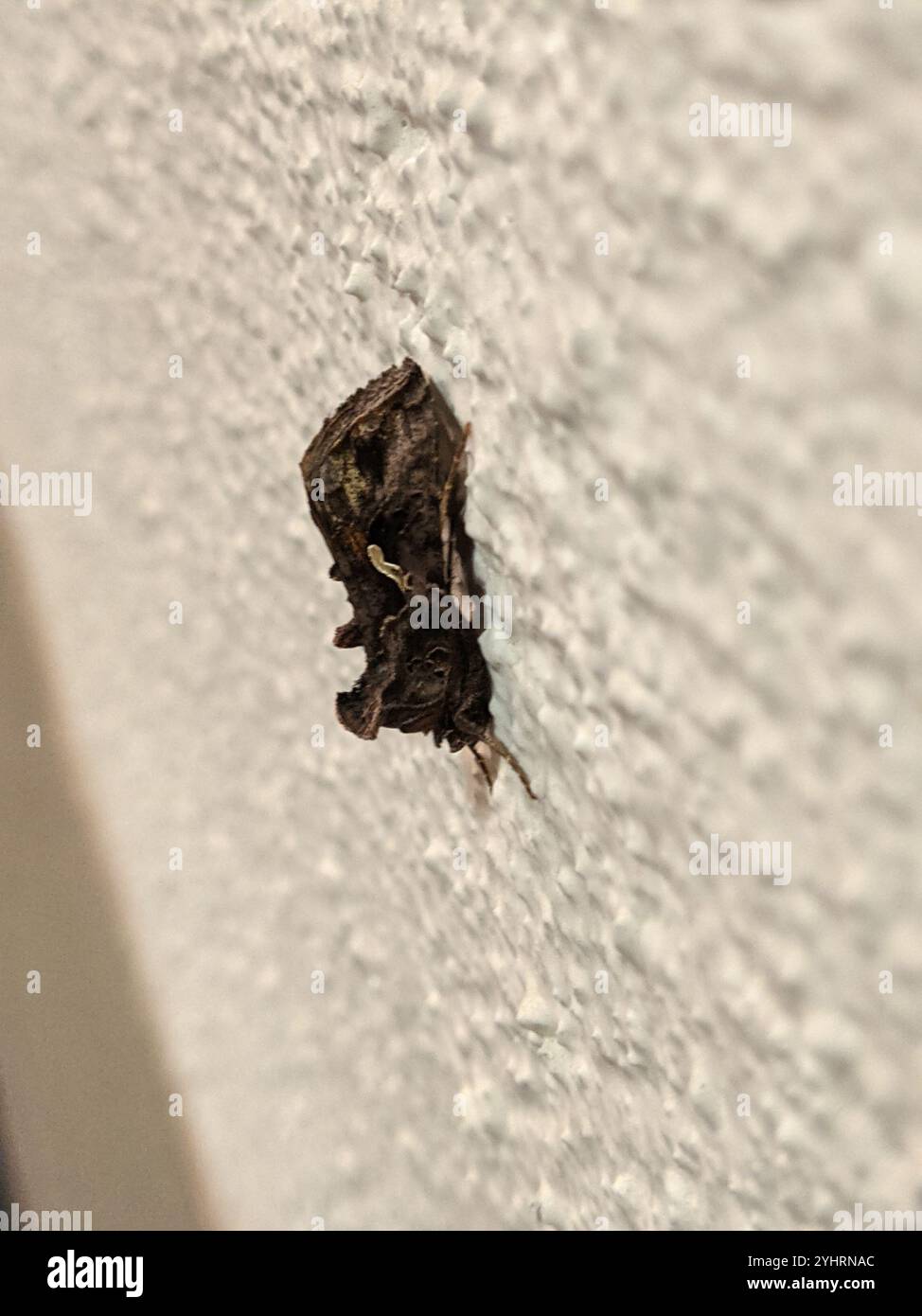 Common Looper Moth (Autographa precationis Stock Photo - Alamy