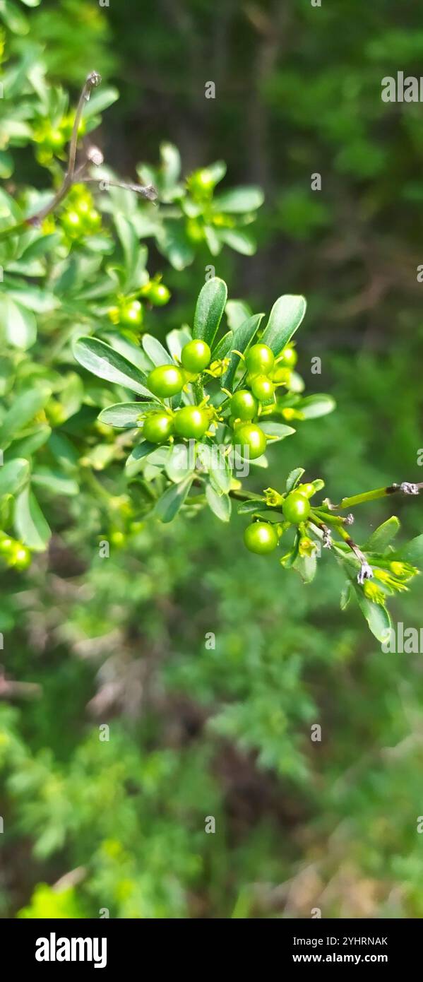 Wild Jasmine (Chrysojasminum fruticans Stock Photo - Alamy